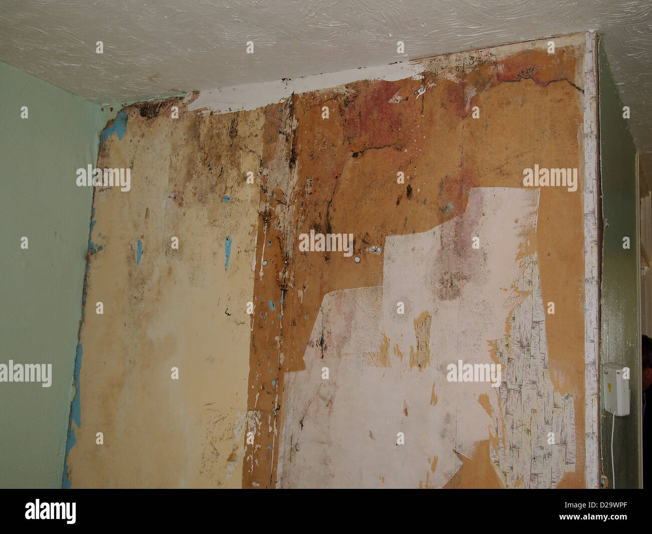 Wall of mold and fungal growth inside an old apartment Stock Photo - Alamy