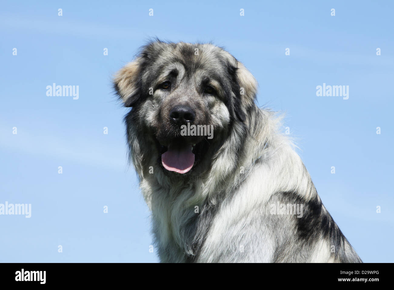 Dog Sarplaninac / Yugoslav Shepherd / charplaninatz adult portrait ...
