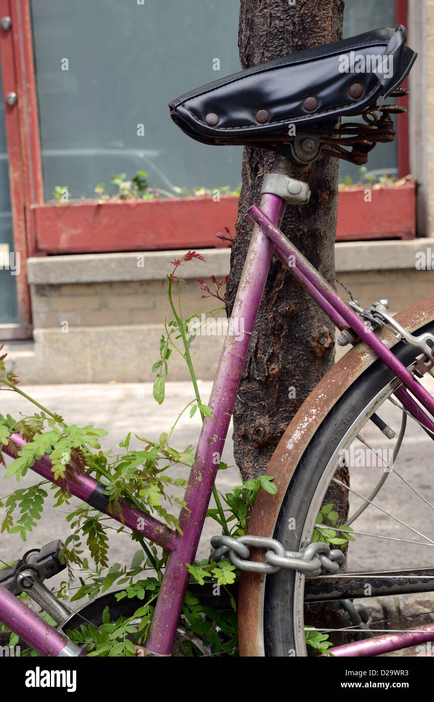 Bicycle locked to a tree hi-res stock photography and images - Alamy