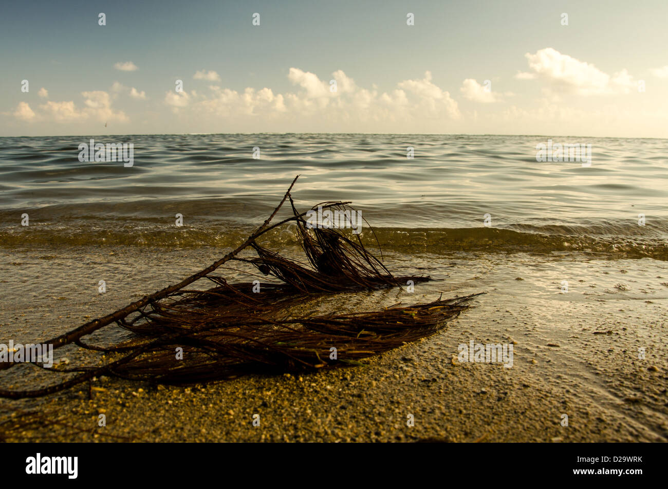 Filao branch on Bel Ombre beach Stock Photo - Alamy