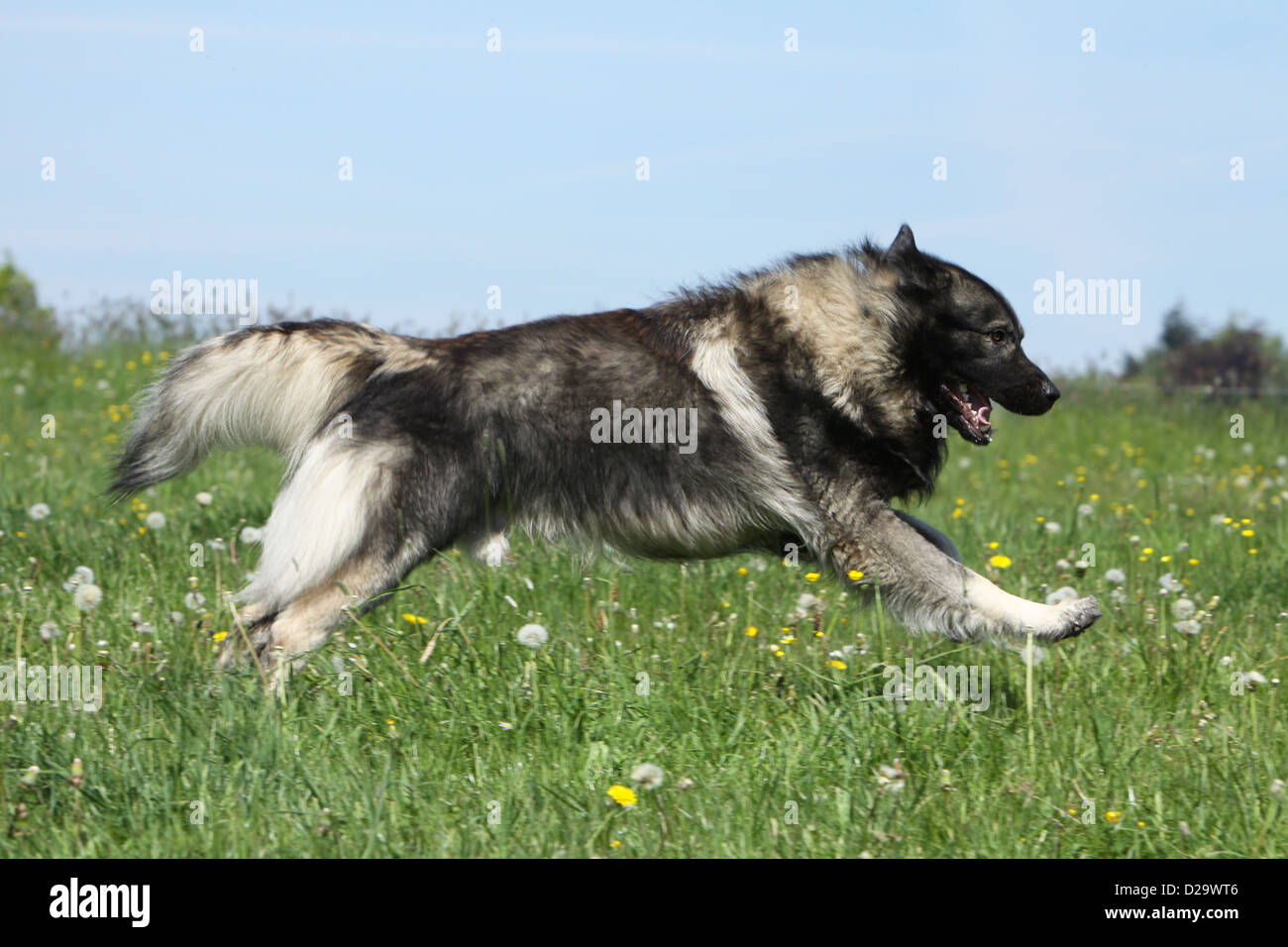 Dog Sarplaninac / Yugoslav Shepherd / charplaninatz adult running in a ...