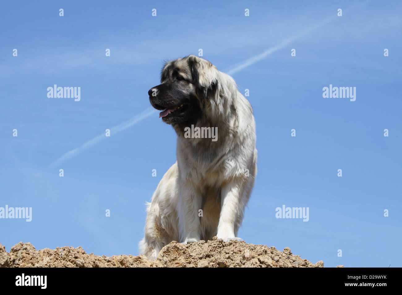 Dog Sarplaninac / Yugoslav Shepherd / charplaninatz adult standing on ...