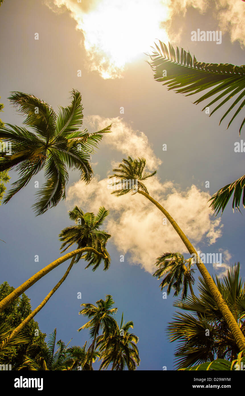 Palm Tree tops in Mauritius Stock Photo - Alamy
