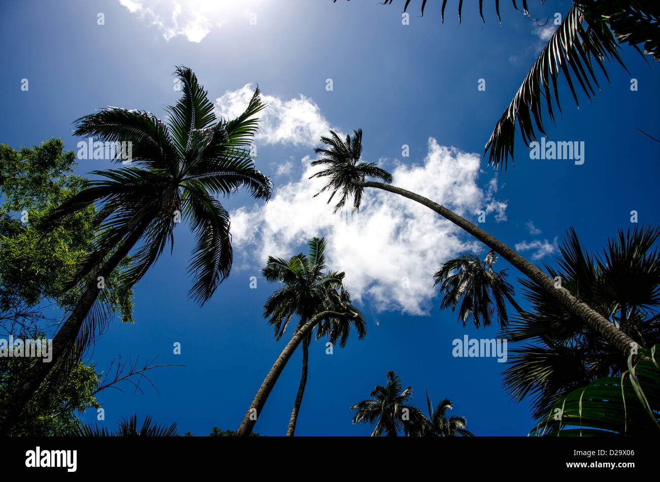 Palm tree in mauritius hi-res stock photography and images - Alamy