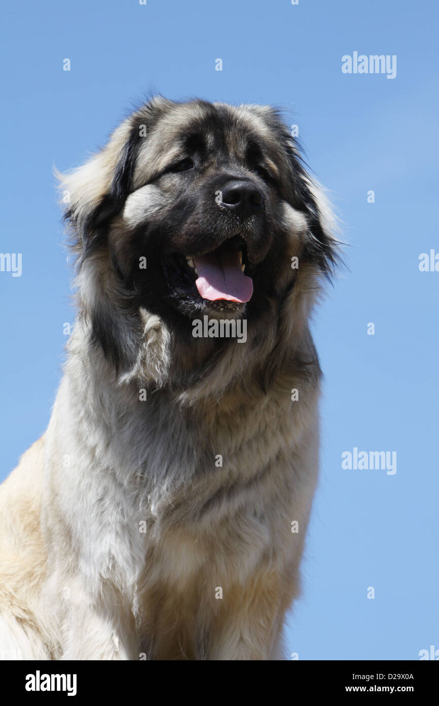 Dog Sarplaninac / Yugoslav Shepherd / charplaninatz adult portrait ...
