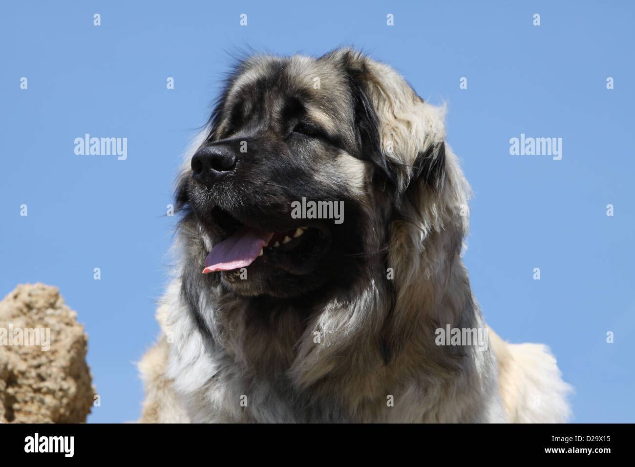Illyrian sheepdog hi-res stock photography and images - Alamy