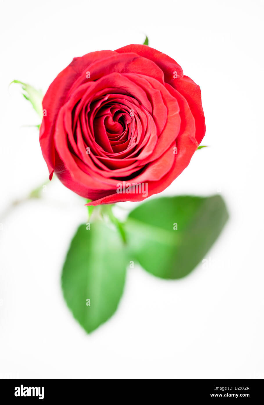 A single red rose on a white background Stock Photo - Alamy