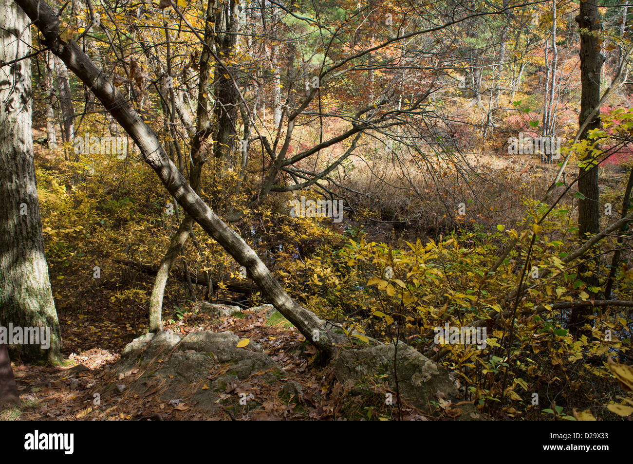 DSC02559NX5N Diagonal Branch Stock Photo - Alamy