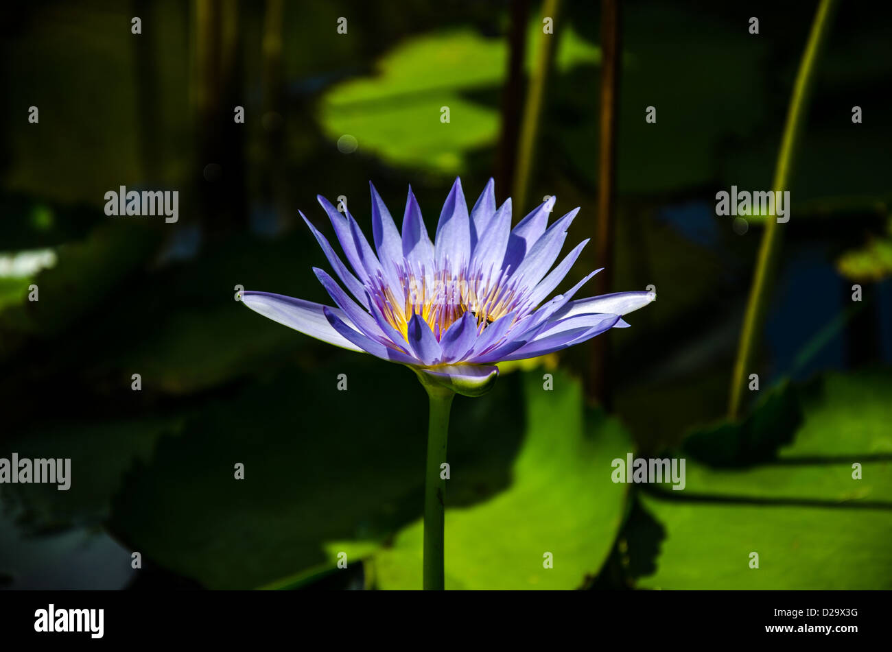 Blue lotus flower blue water hi-res stock photography and images - Alamy