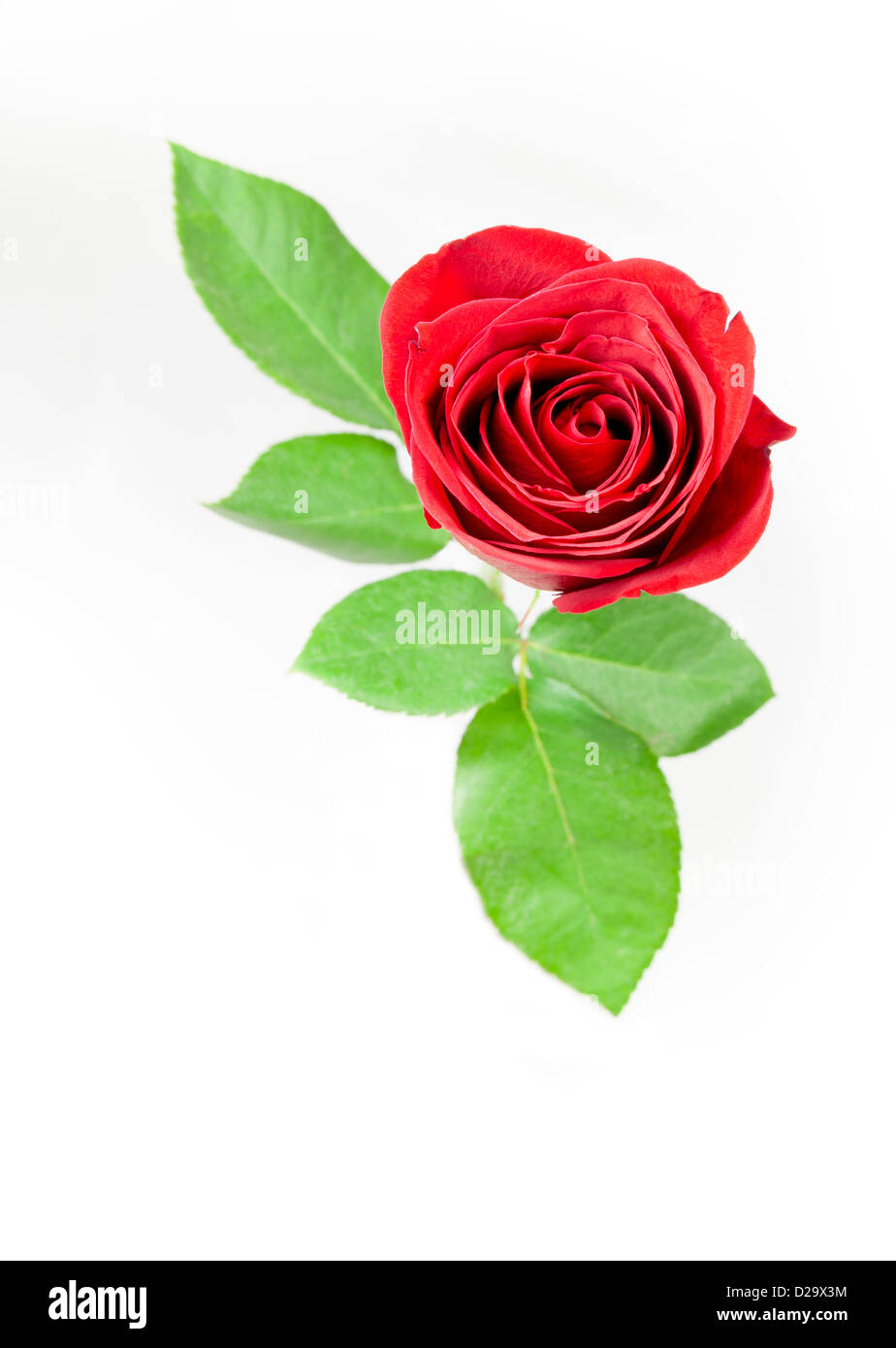 A single red rose on a white background Stock Photo - Alamy