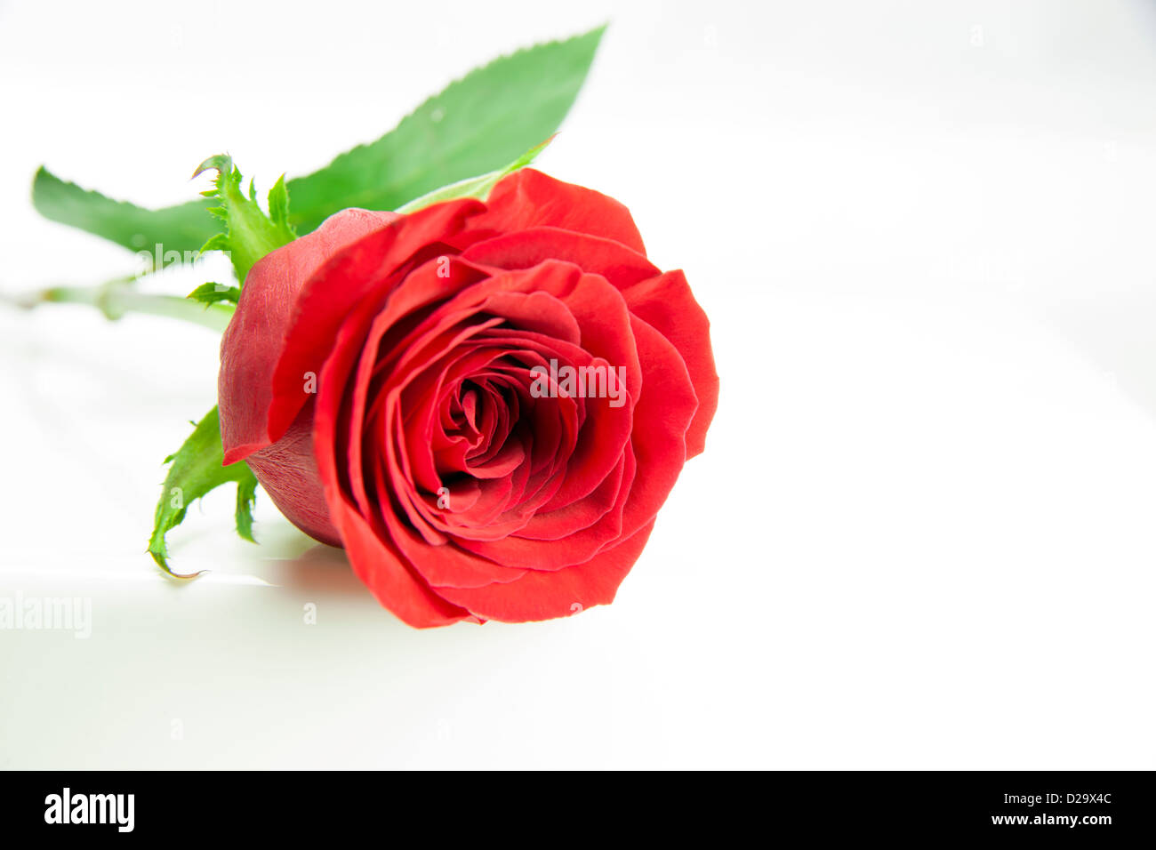 A single red rose on a white background Stock Photo - Alamy
