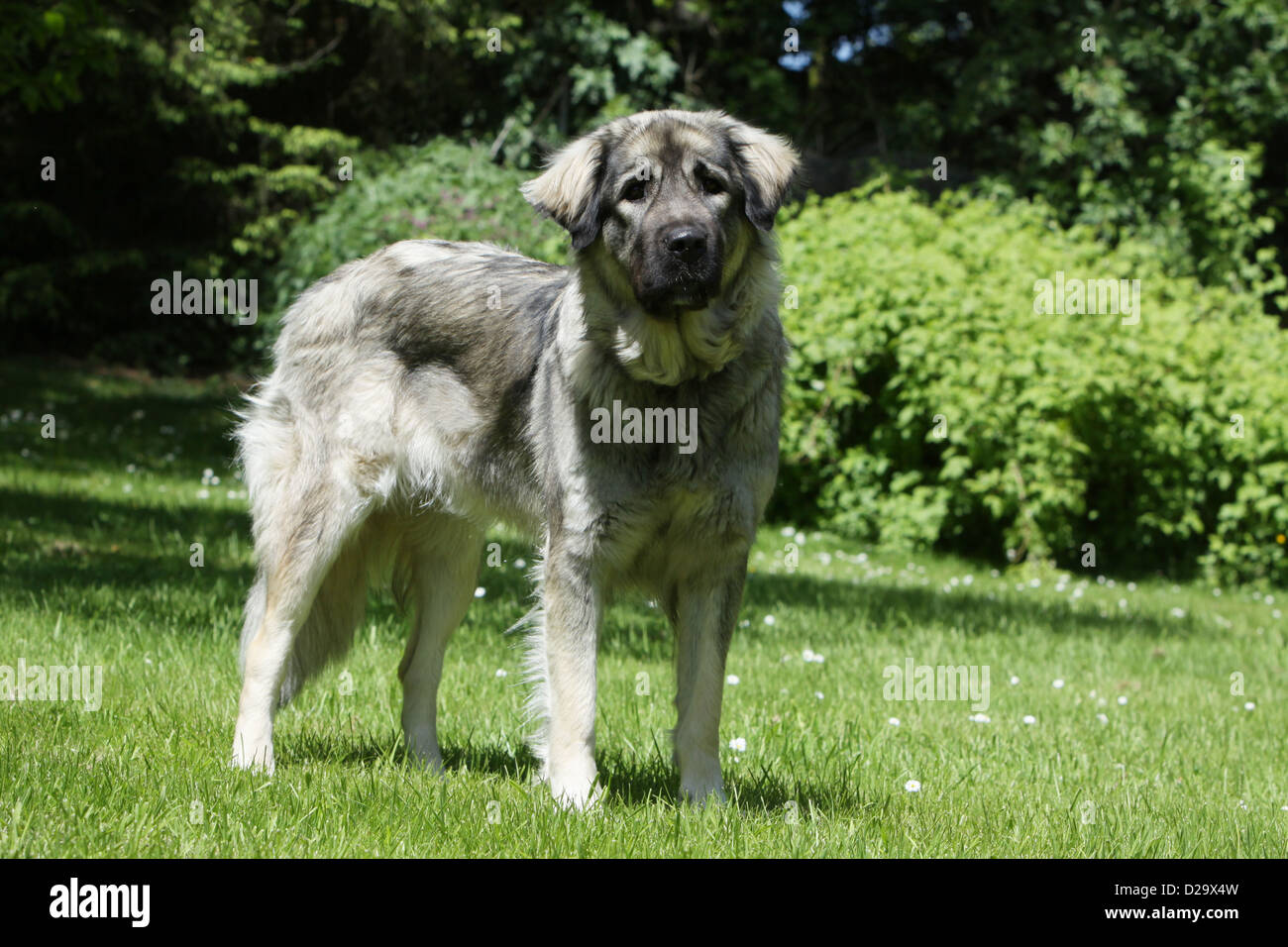 Dog Sarplaninac / Yugoslav Shepherd / charplaninatz adult standing in a ...