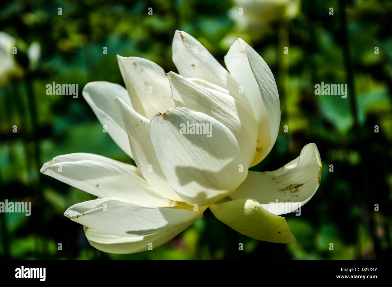 Lotus in the wild Stock Photo - Alamy