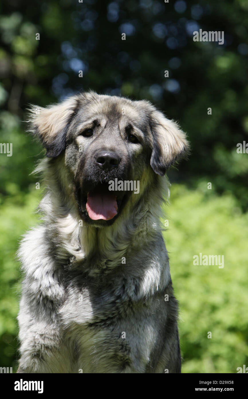 Dog Sarplaninac / Yugoslav Shepherd / charplaninatz adult portrait ...