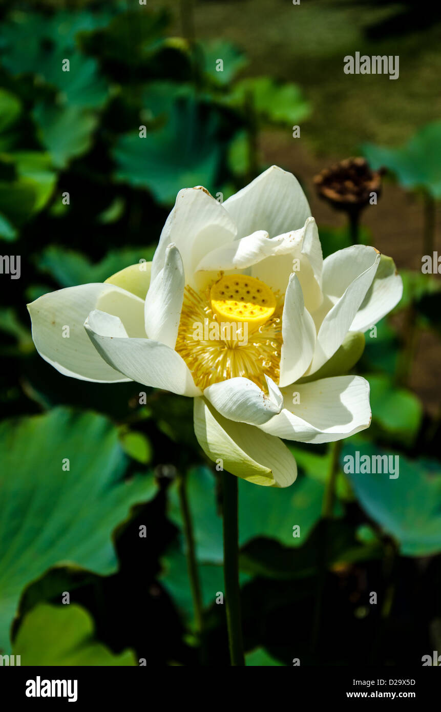 How to grow lotus flower hi-res stock photography and images - Alamy