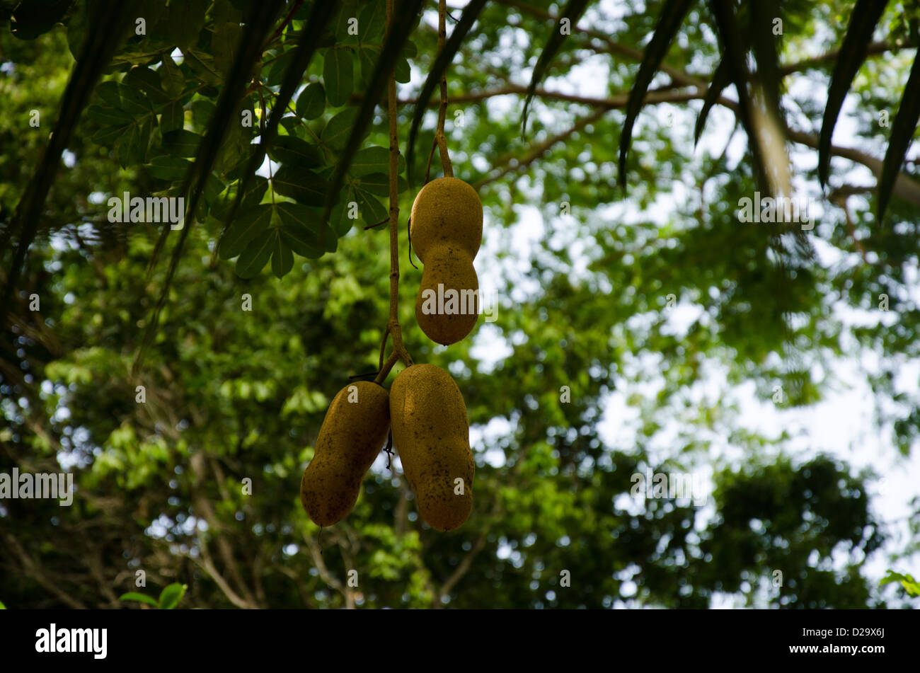 Calebasses hi-res stock photography and images - Alamy