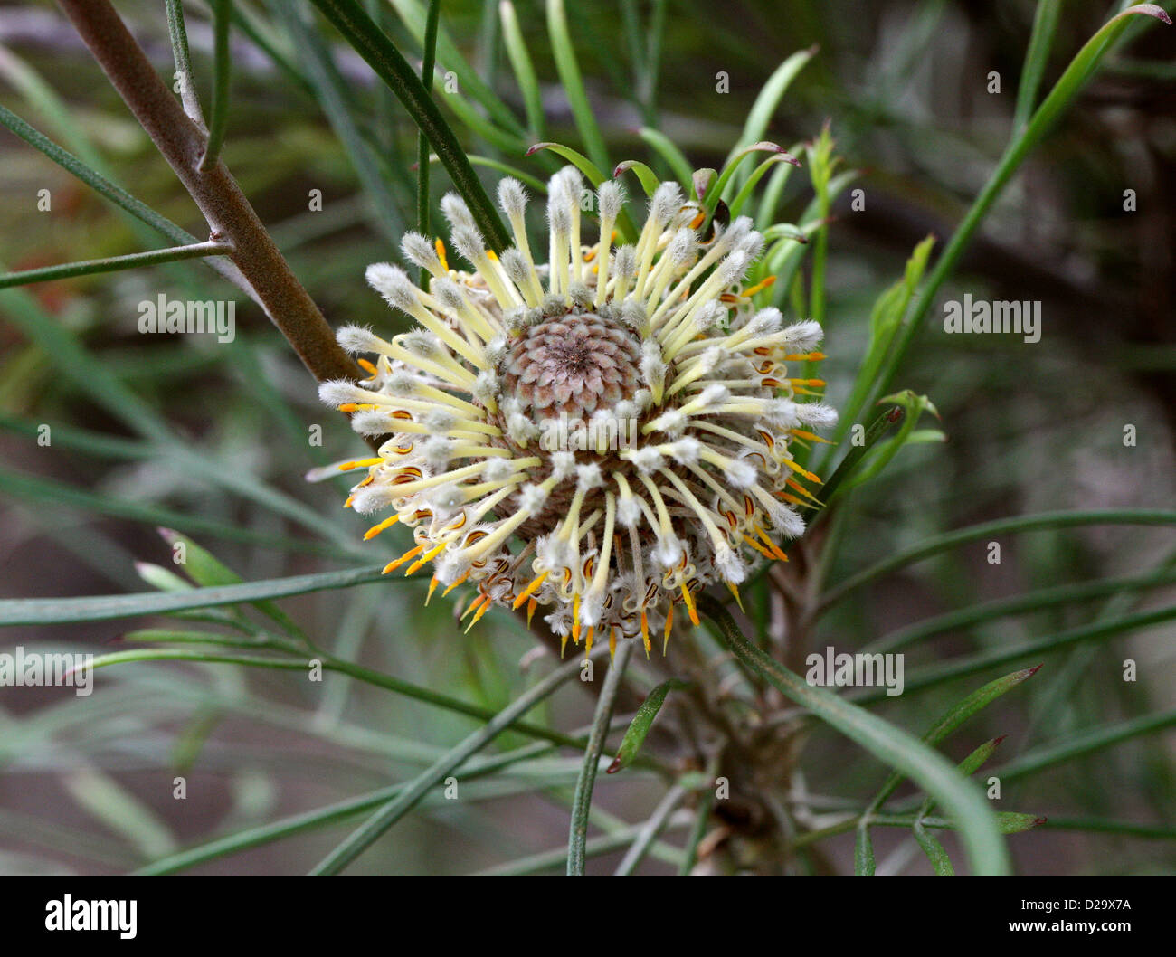 Cone bushes hi-res stock photography and images - Alamy
