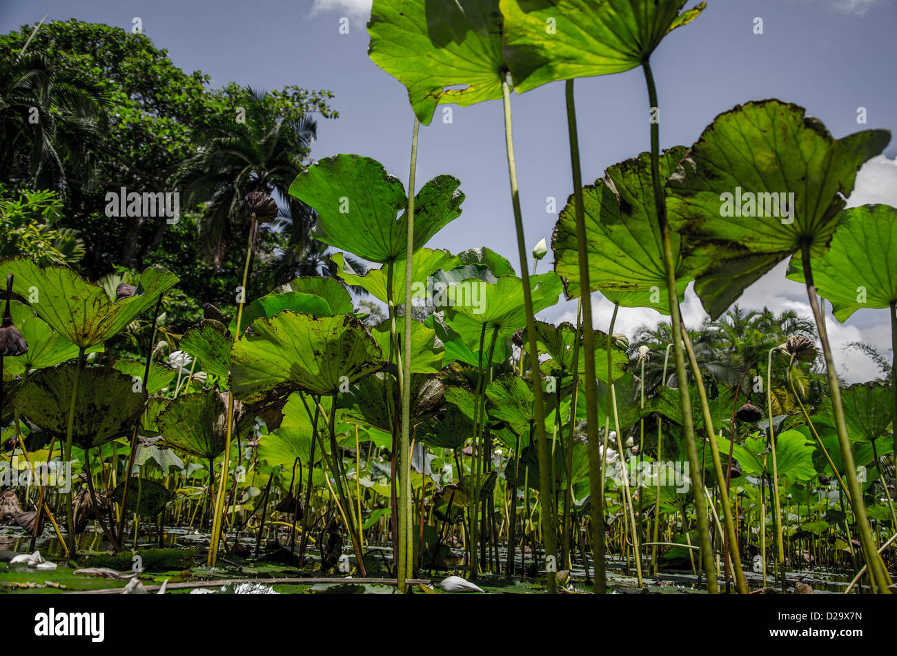 Plants in a lake Stock Photo - Alamy