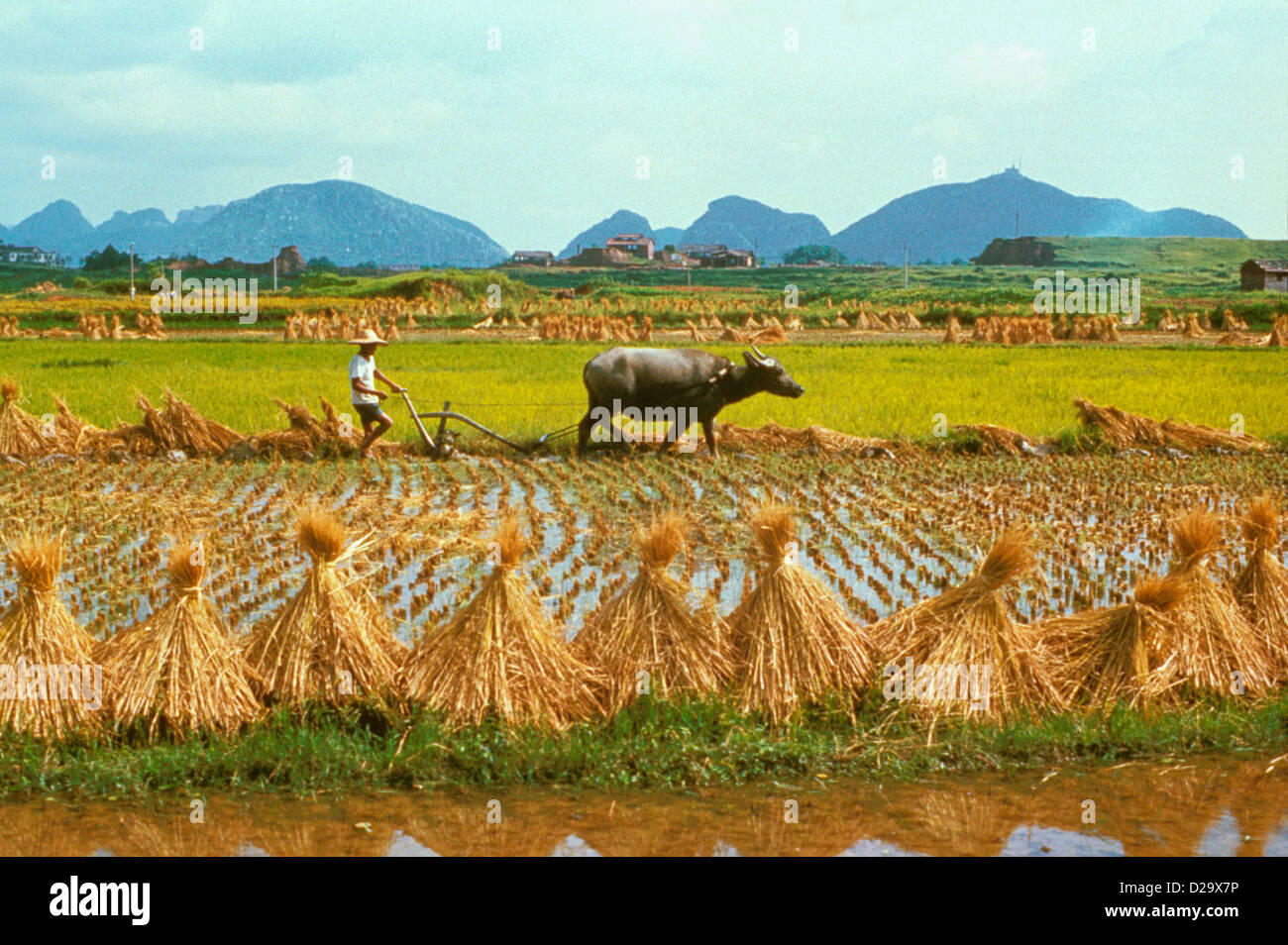China, Guilin, Plowing Rice Fields Stock Photo - Alamy