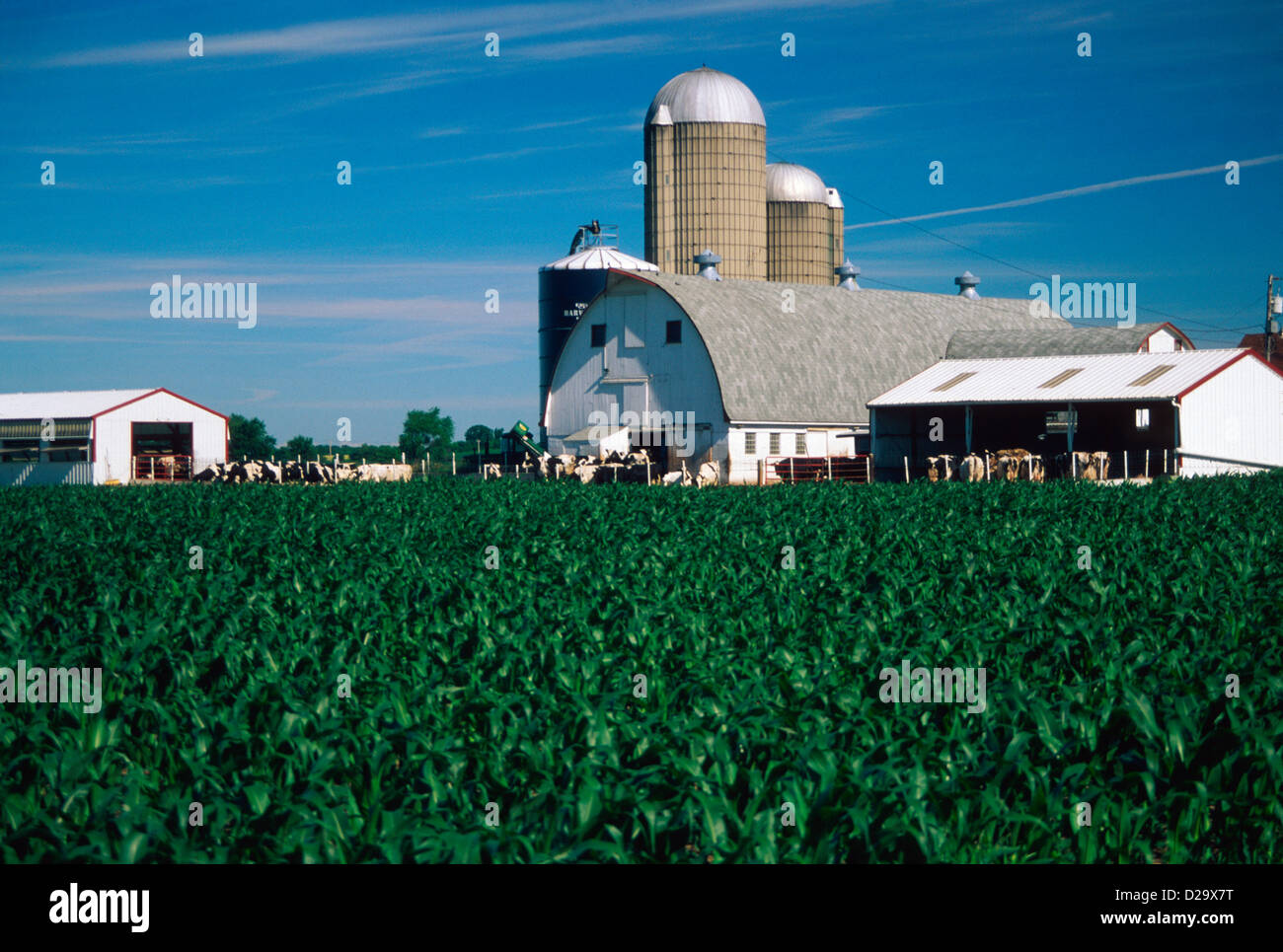 Wisconsin. Farm, Barns, Silos And Cows With Green Corn Field In ...