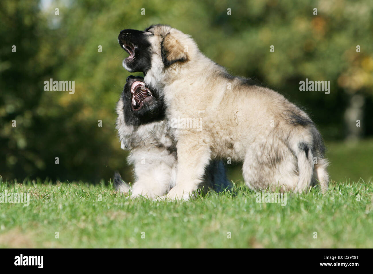 Dog Sarplaninac / Yugoslav Shepherd / charplaninatz two puppies playing ...