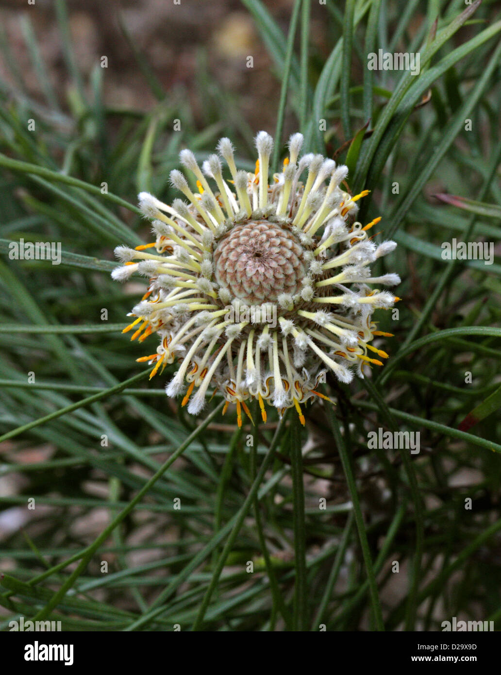 Cone bushes hi-res stock photography and images - Alamy
