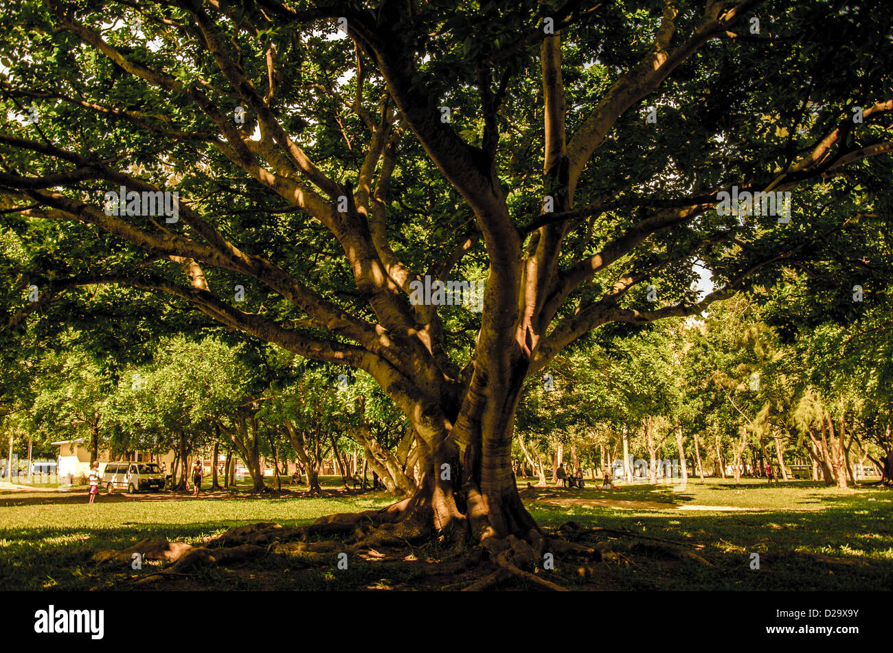 Tree of Life Stock Photo - Alamy