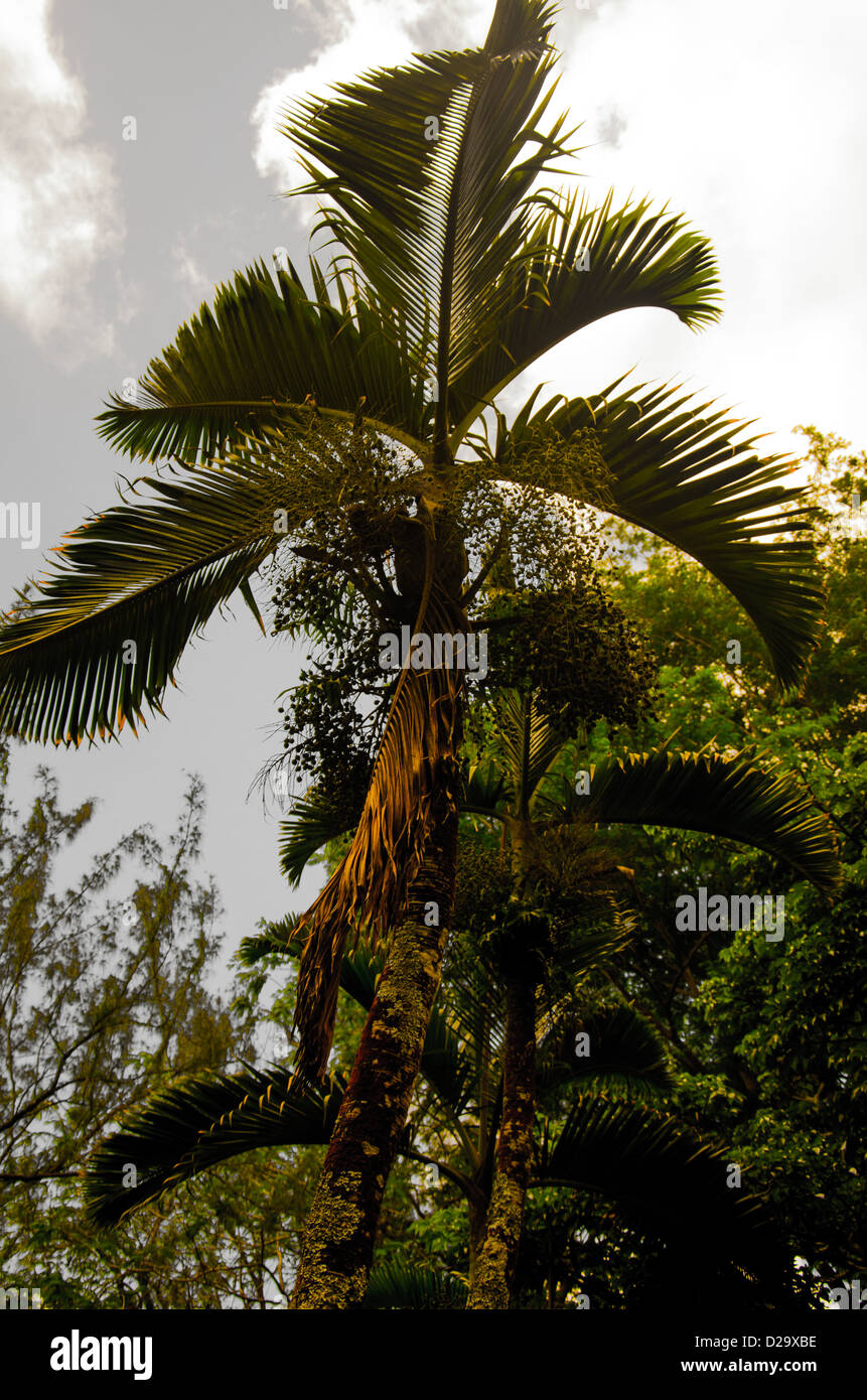 Tall palm tree hi-res stock photography and images - Alamy