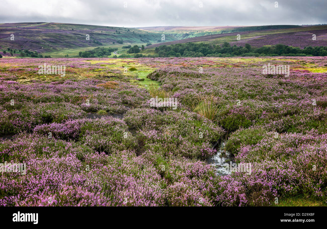 Heather in full bloom in the North York Moors National Park near the ...