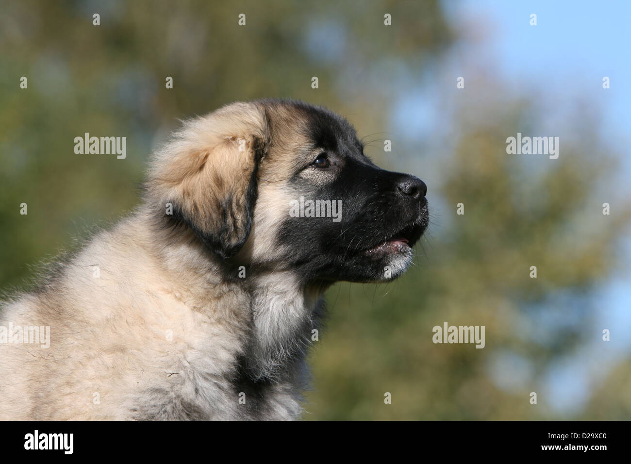 Dog Sarplaninac / Yugoslav Shepherd / charplaninatz puppy portrait ...