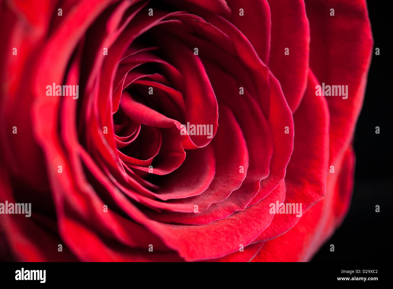 A close up of a single red rose Stock Photo - Alamy