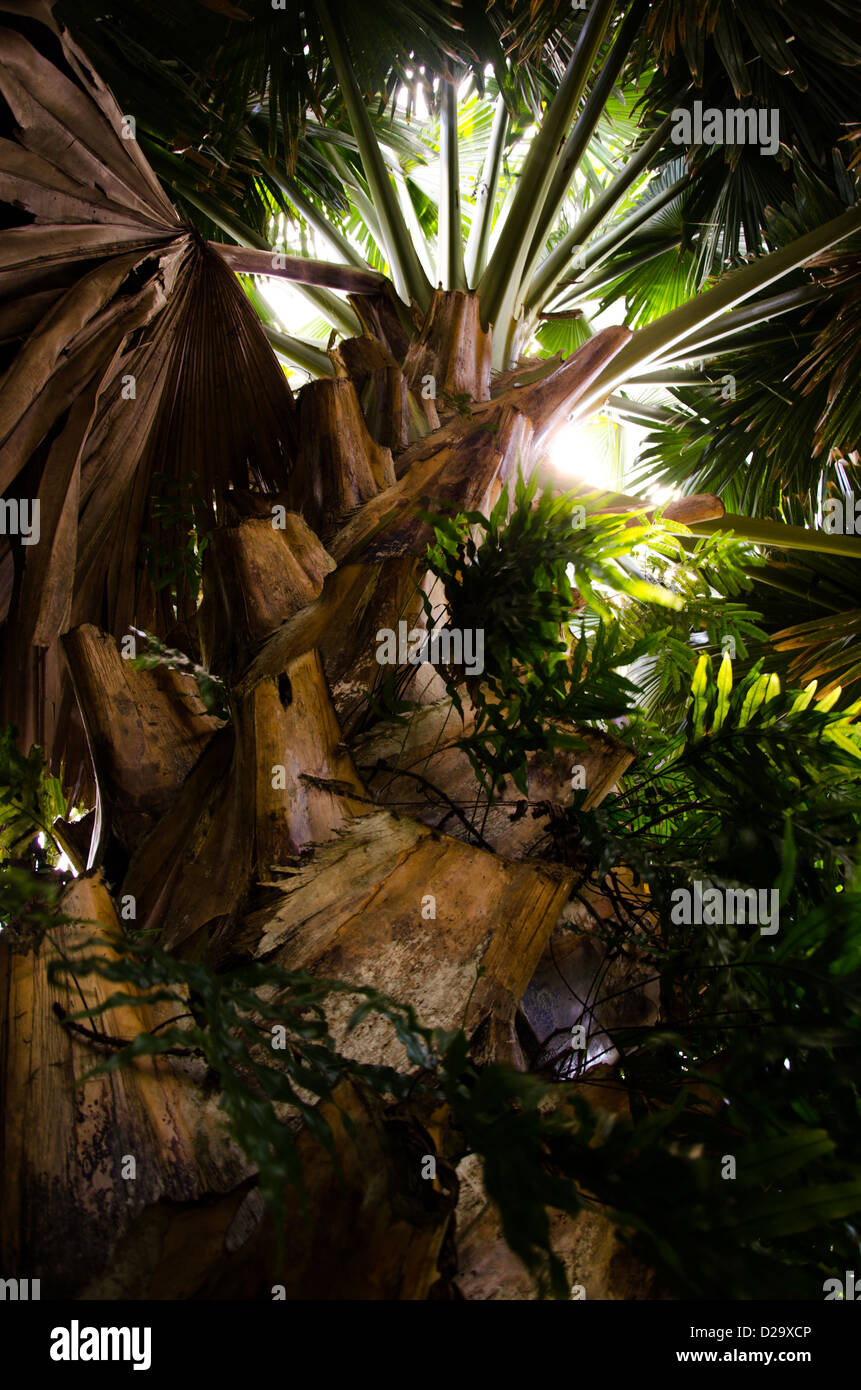 Up top tree Stock Photo - Alamy