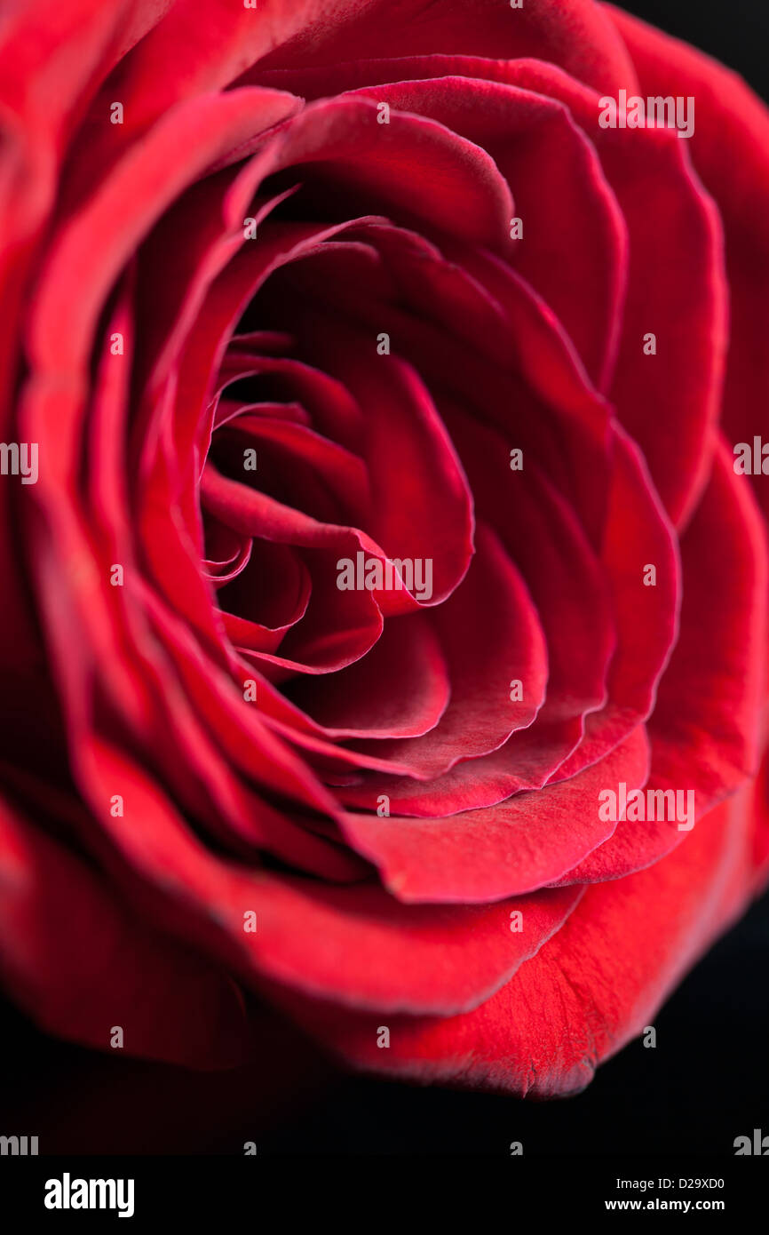 A close up of a single red rose Stock Photo - Alamy