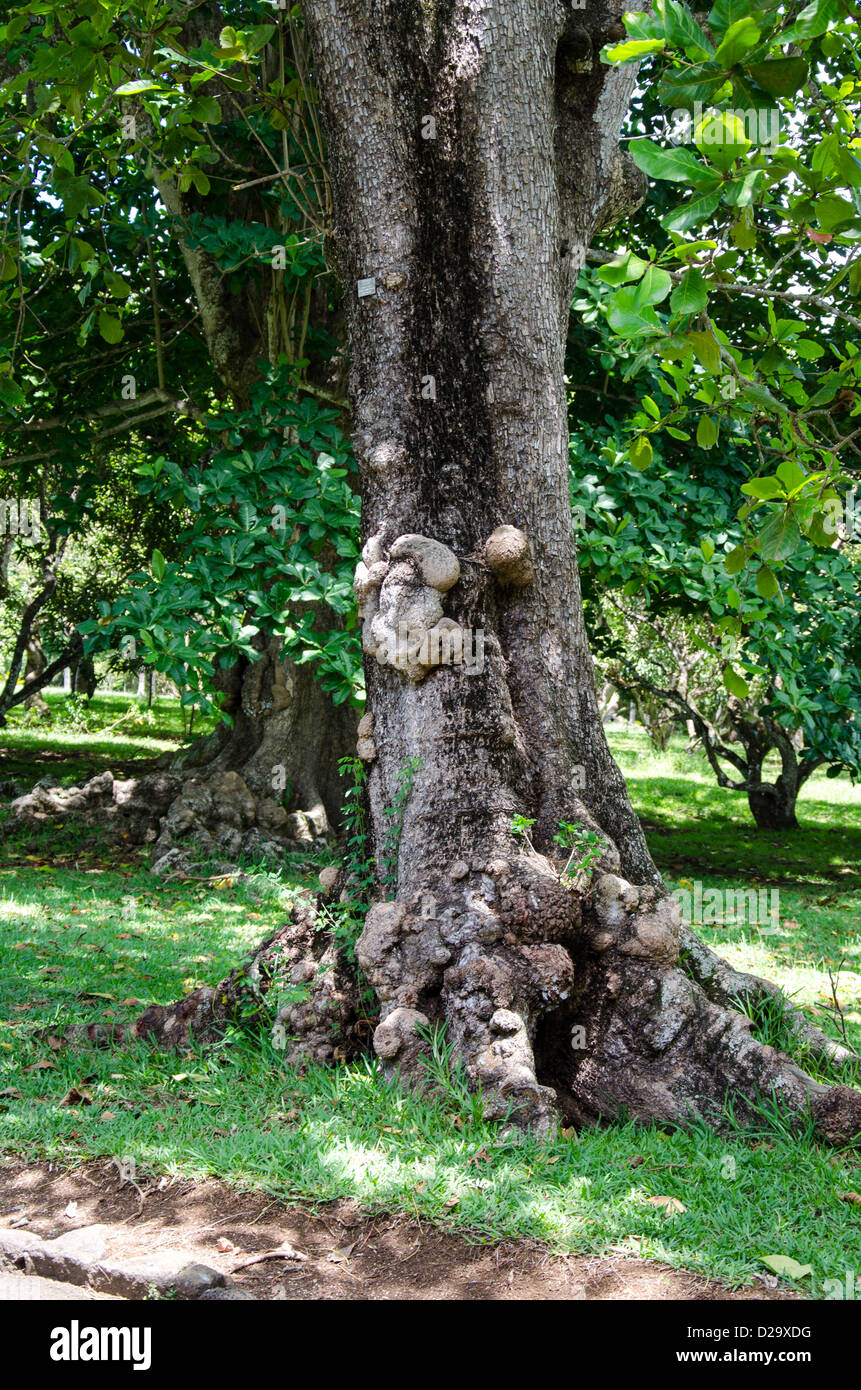 Carry tree hi-res stock photography and images - Alamy