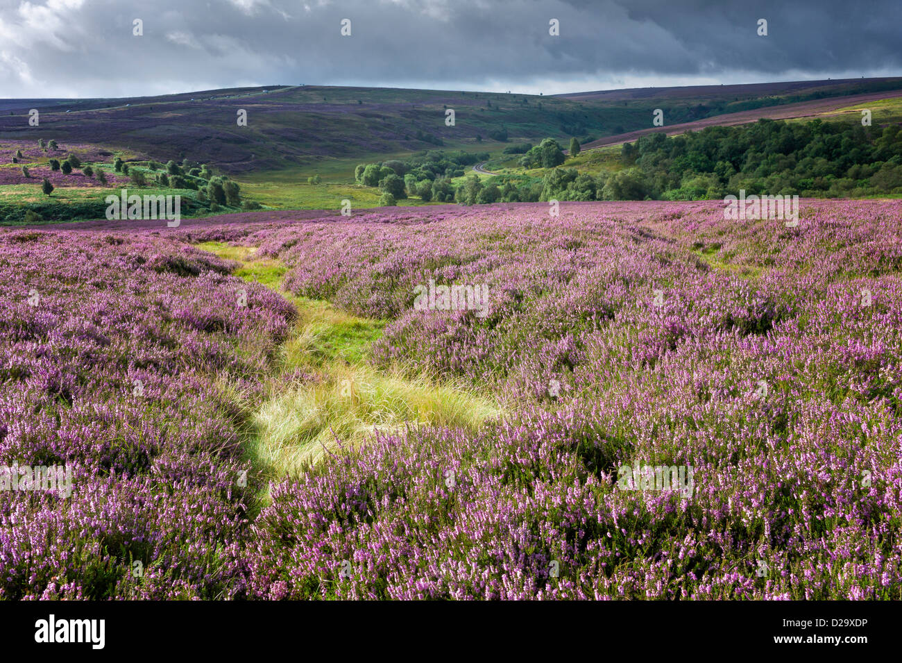 North york moors dawn heather hi-res stock photography and images - Alamy