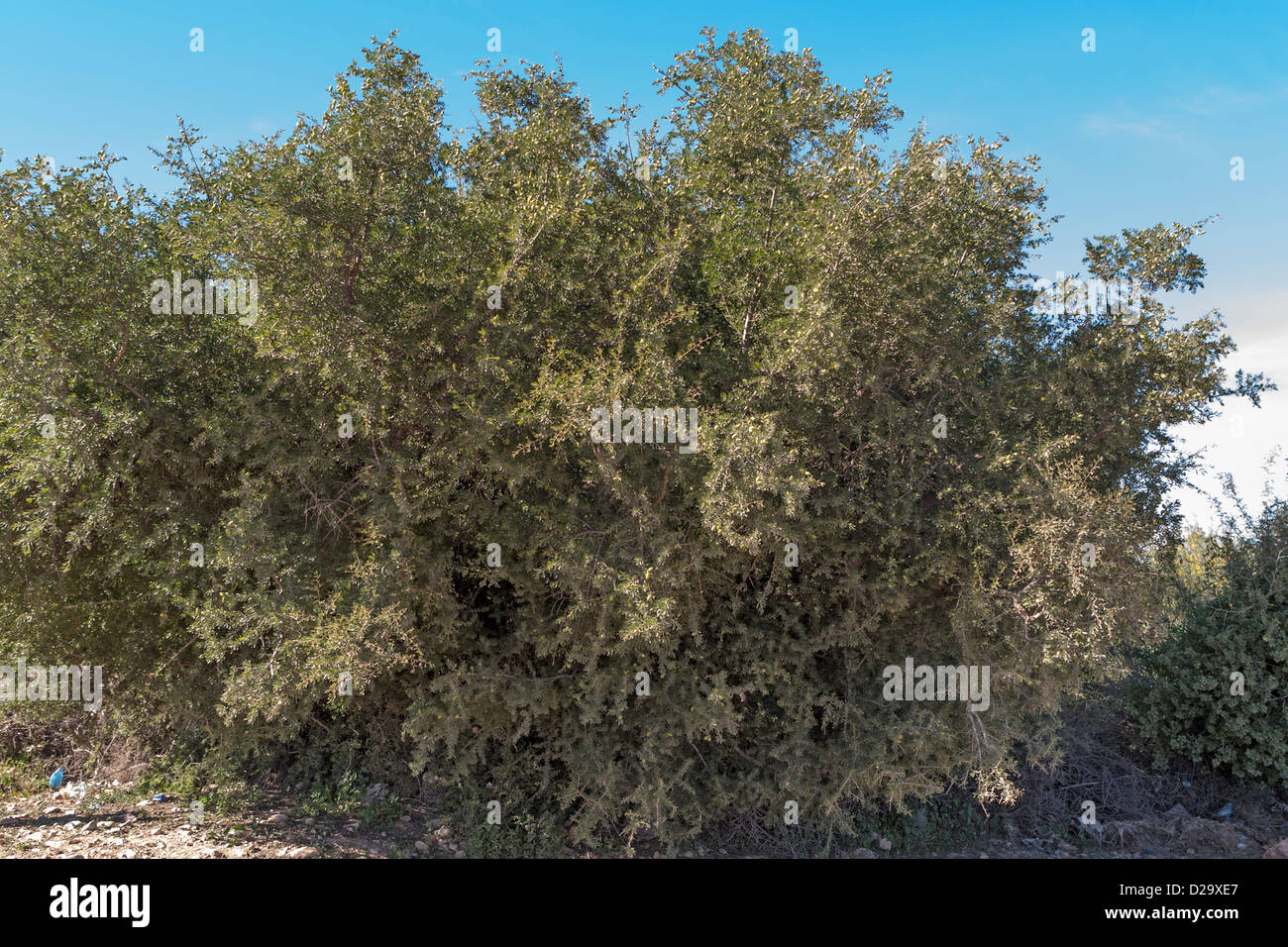 Argan trees, Souss valley, Taroudant, Morocco Stock Photo - Alamy