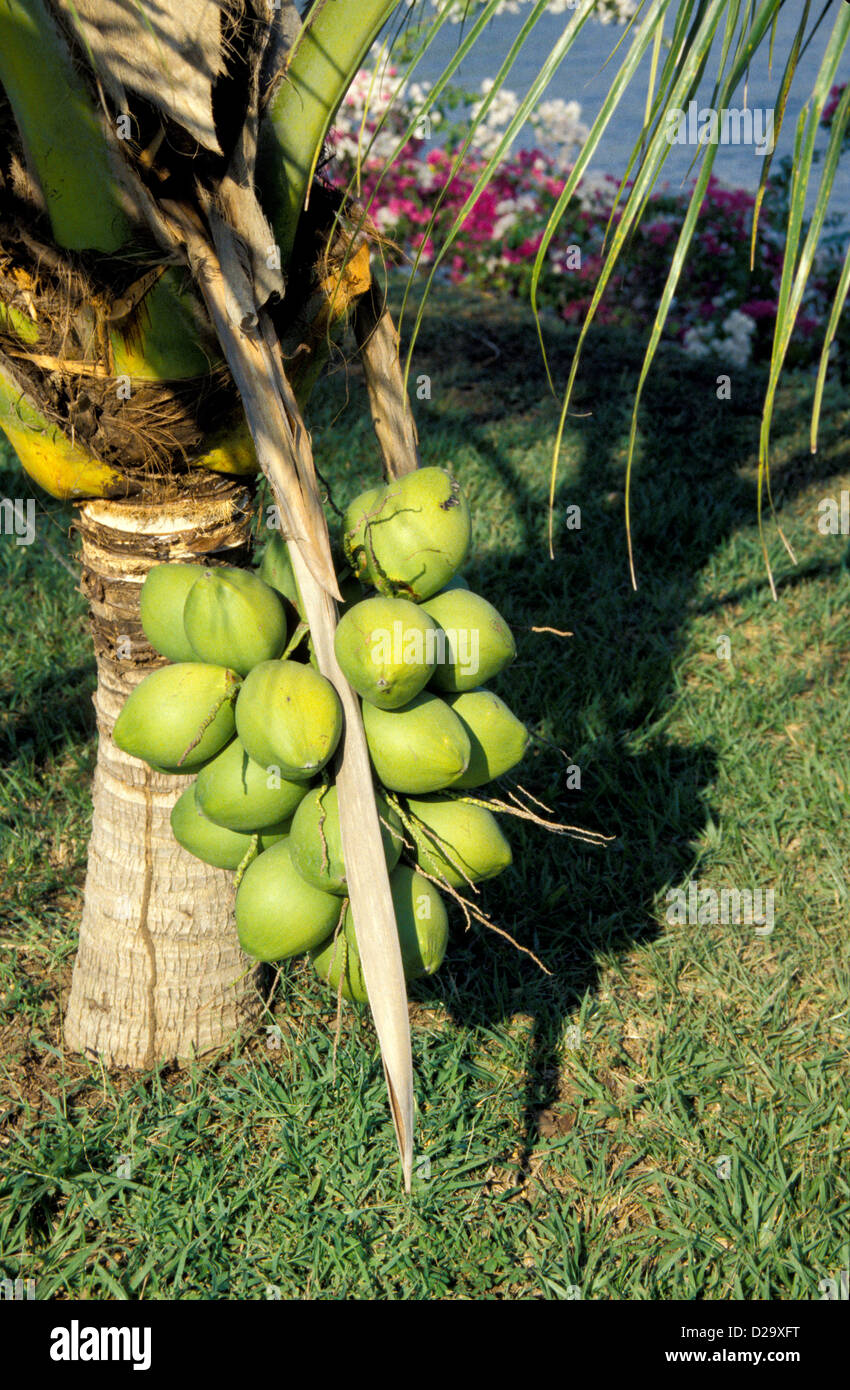 Coconut tree immature green coconuts hi-res stock photography and ...