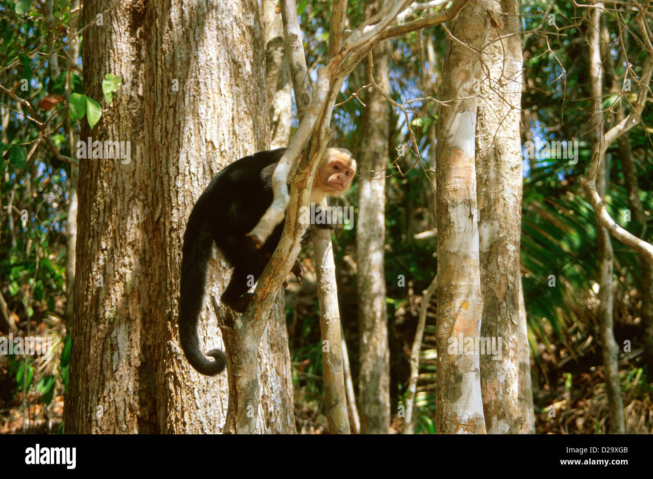 Capuchin monkey standing on branch hi-res stock photography and images ...