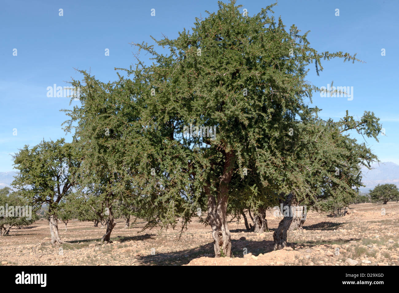 Argan tree plantation hi-res stock photography and images - Alamy