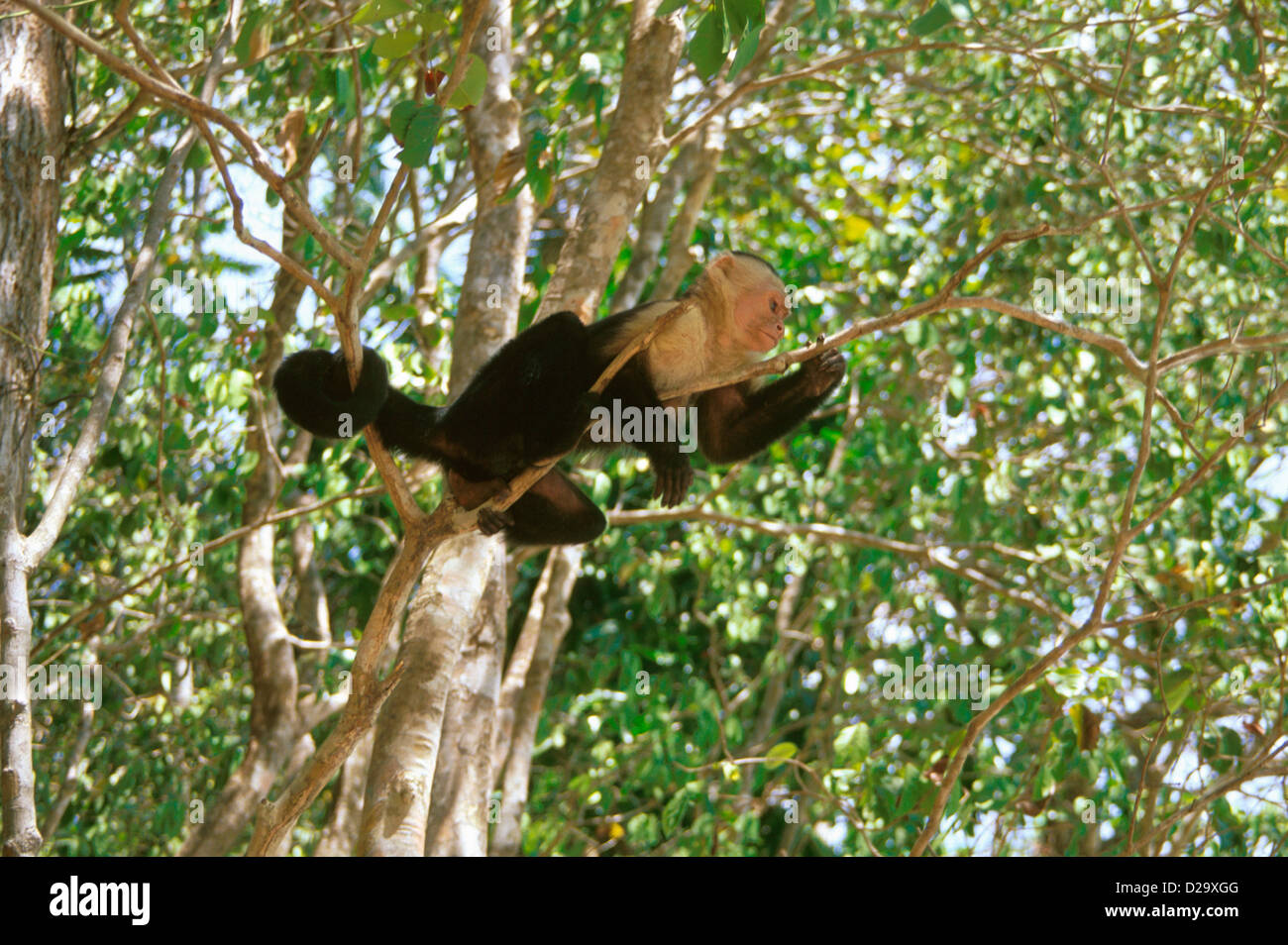 Costa Rica. Capuchin Monkey In A Tree, His Tail Wrapped Around A Nearby ...