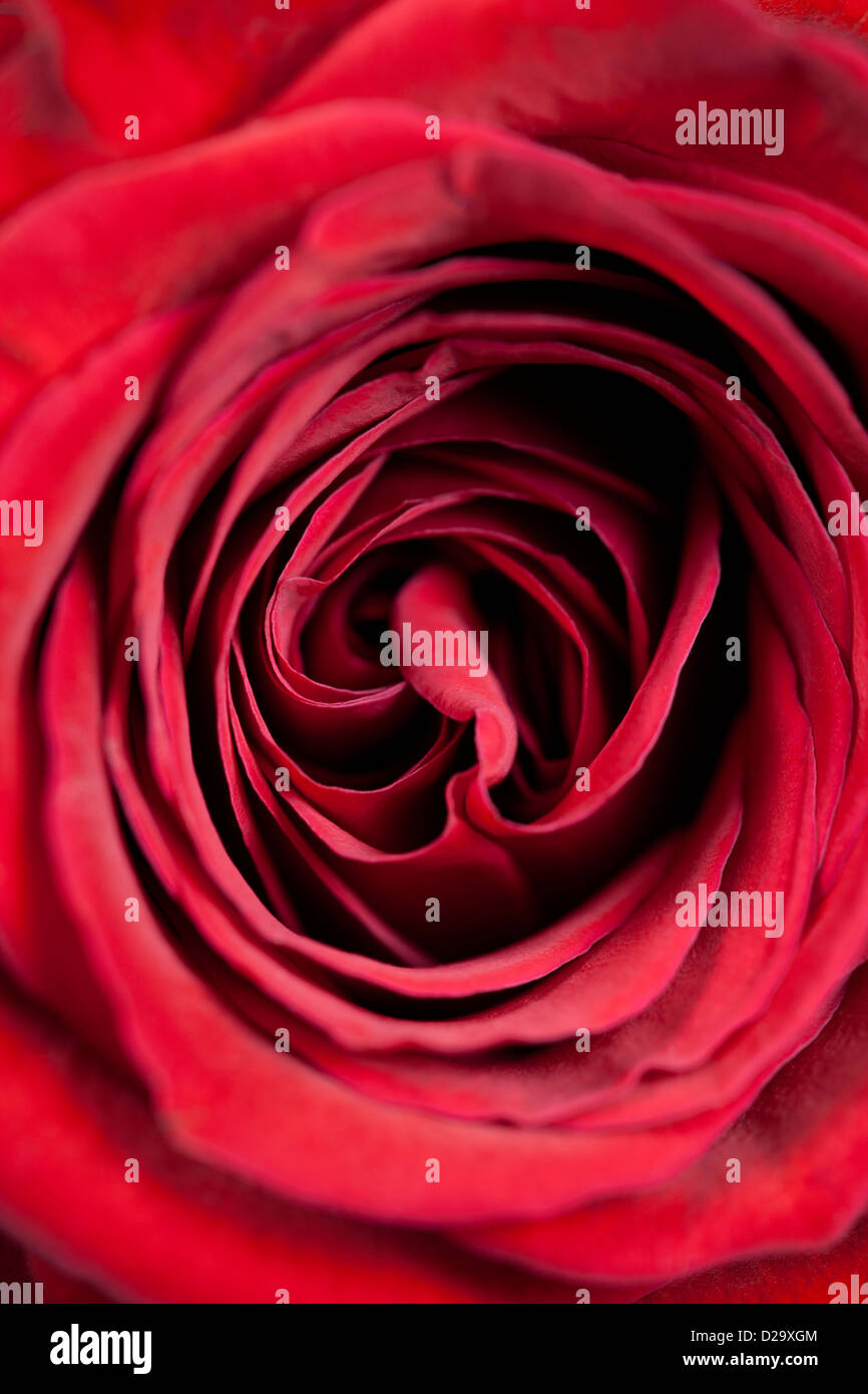 A close up of a single red rose Stock Photo - Alamy