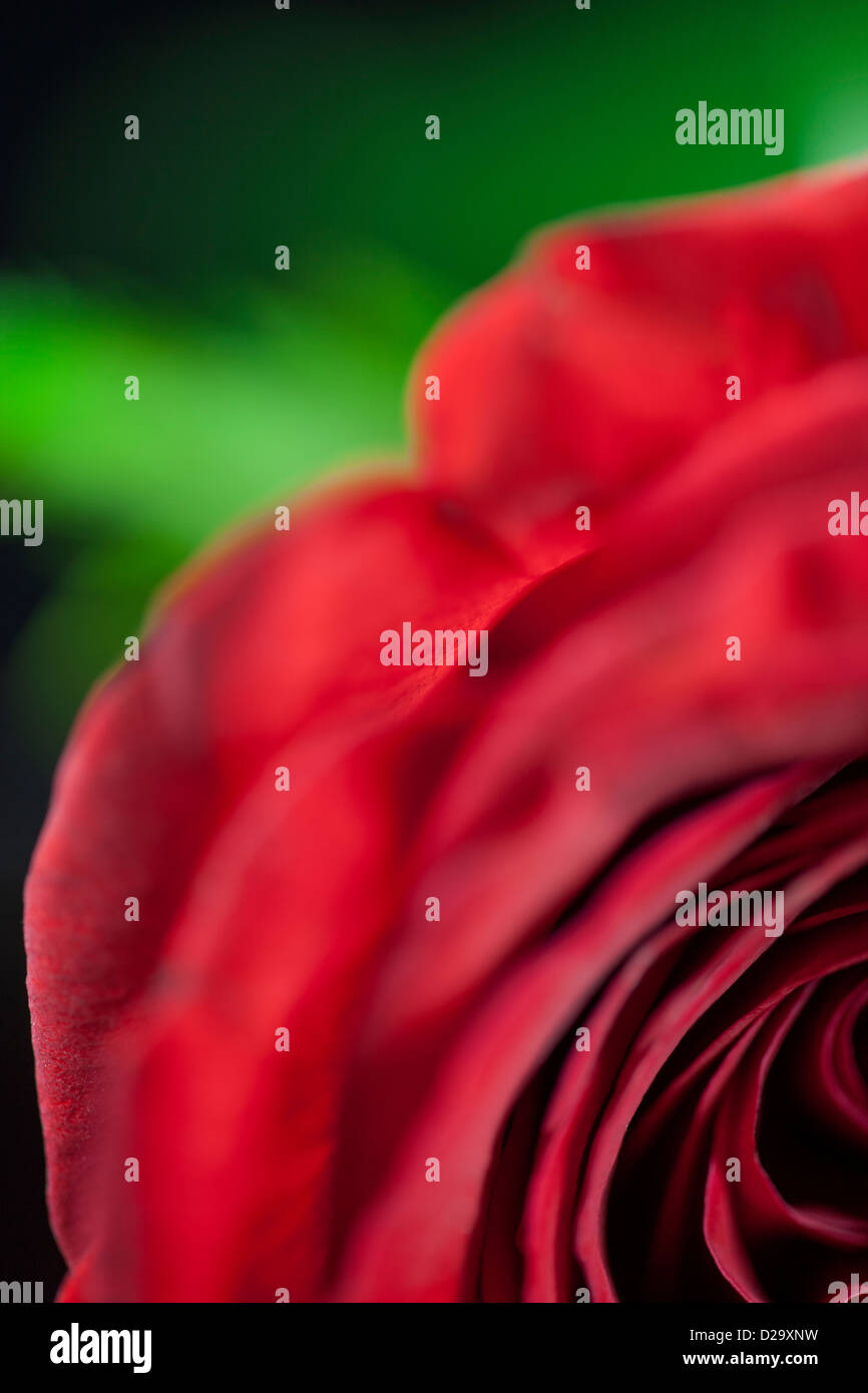 A close up of a single red rose Stock Photo - Alamy