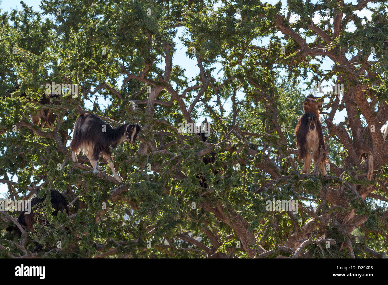 Goats climbing Argan trees, Souss valley, Taroudant, Morocco Stock ...