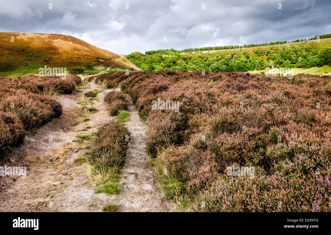 Heather is bloom in autumn in the Hole of Horcum near Goathland in the ...