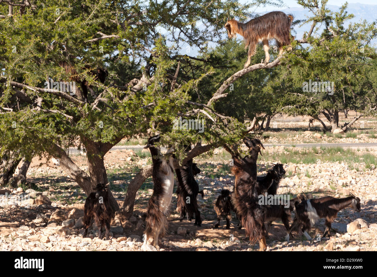 Goats climbing Argan trees, Souss valley, Taroudant, Morocco Stock ...