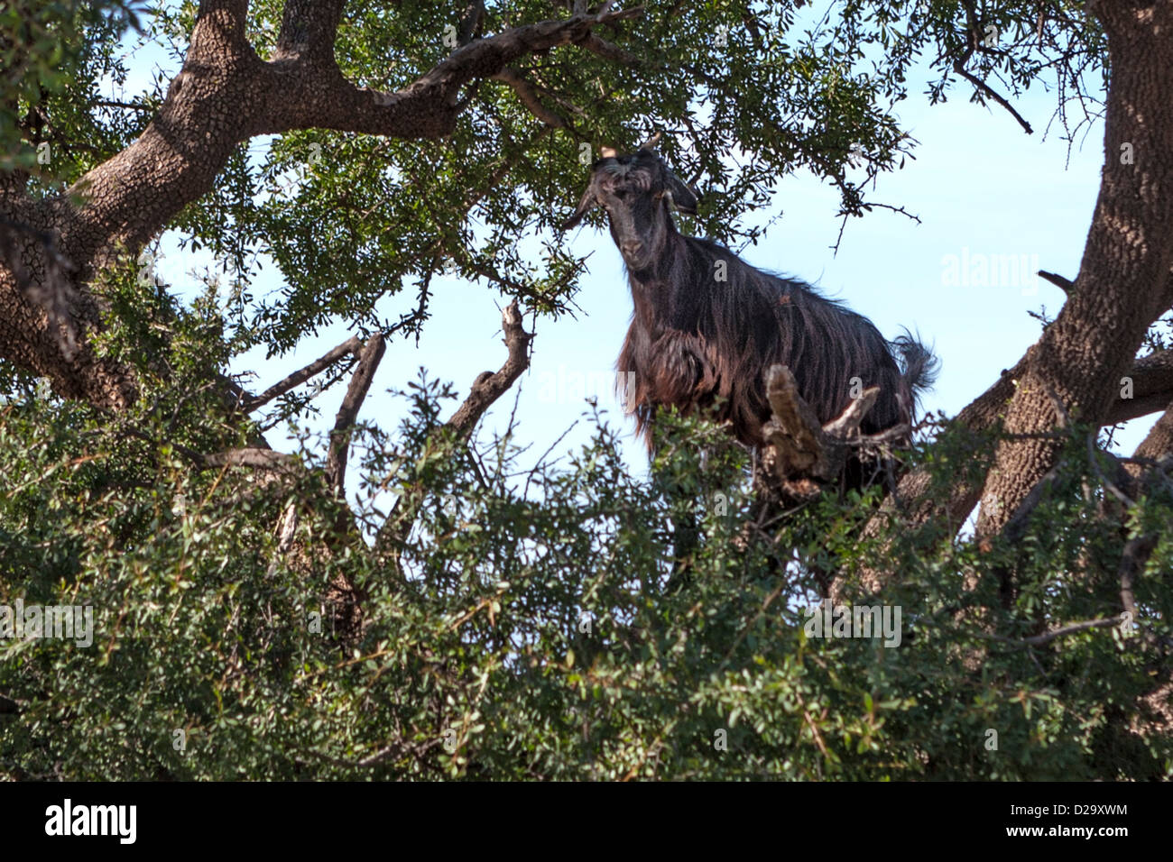 Goats climbing Argan trees, Souss valley, Taroudant, Morocco Stock ...