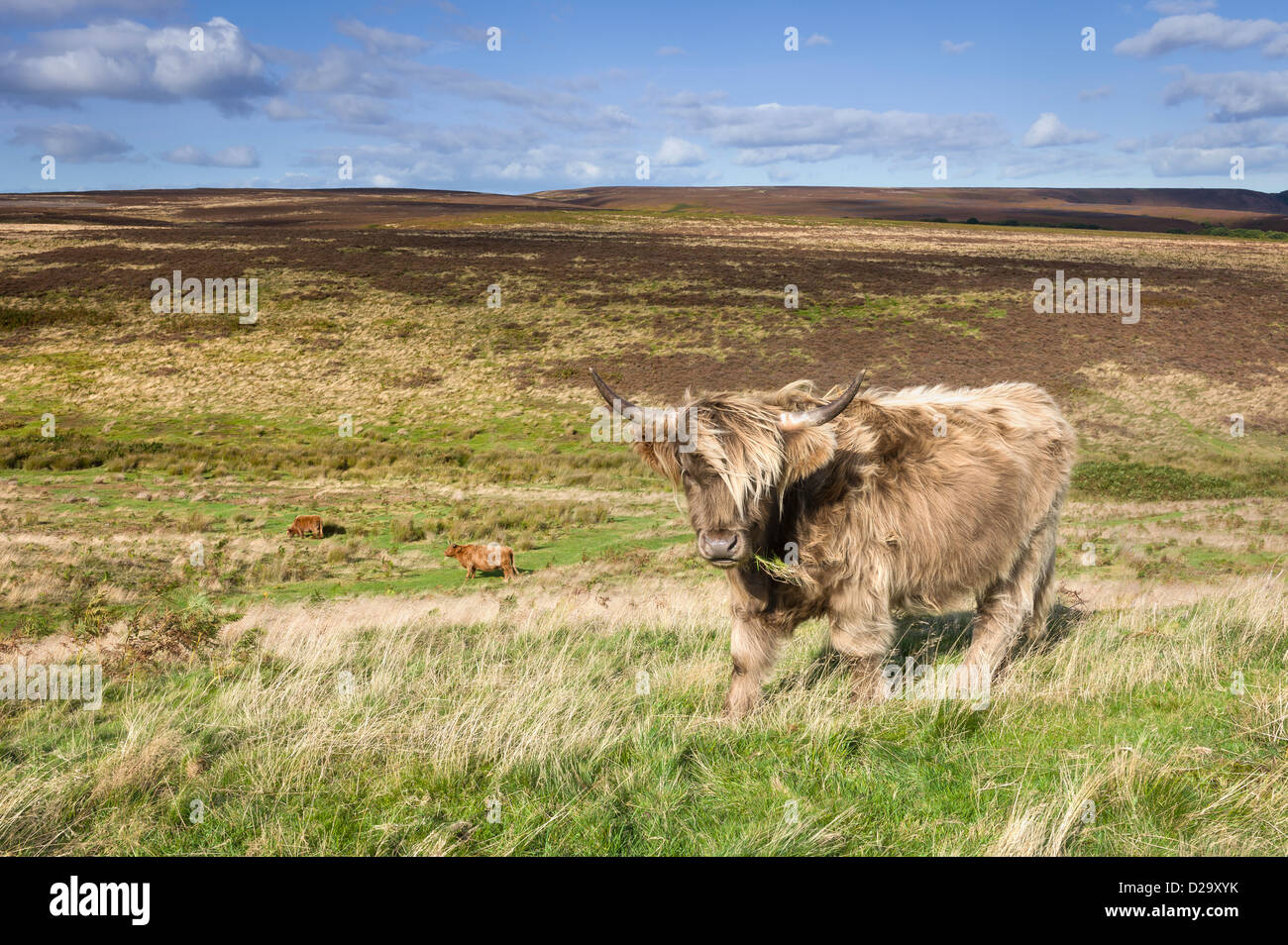 Highland cattle grazing near village hi-res stock photography and ...