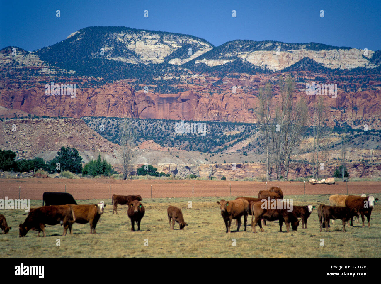 Animals cattle hi-res stock photography and images - Alamy