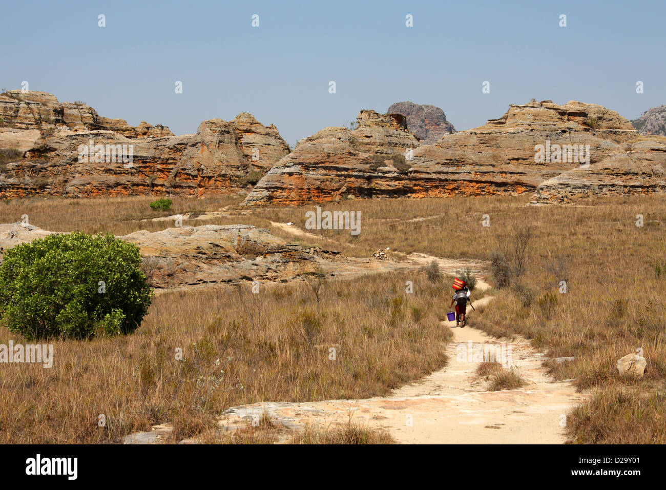 Tapia forest, madagascar hi-res stock photography and images - Alamy
