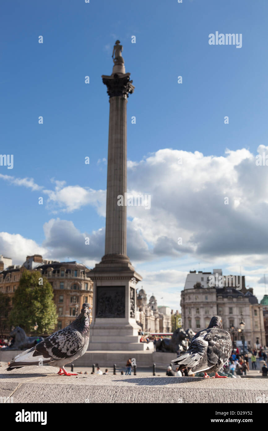 Pigeons on a wall in Trafalgar Square, London, with Nelson's Column in ...